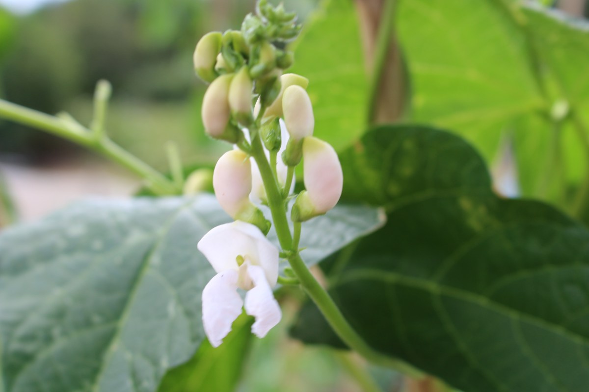 Runner Bean White Lady – Tabula Rasa