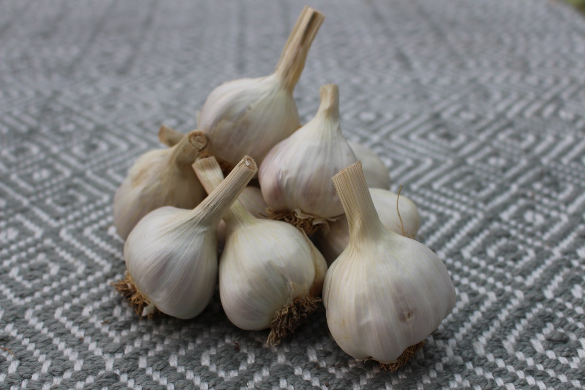 Garlic – Solent Wight – Tabula Rasa