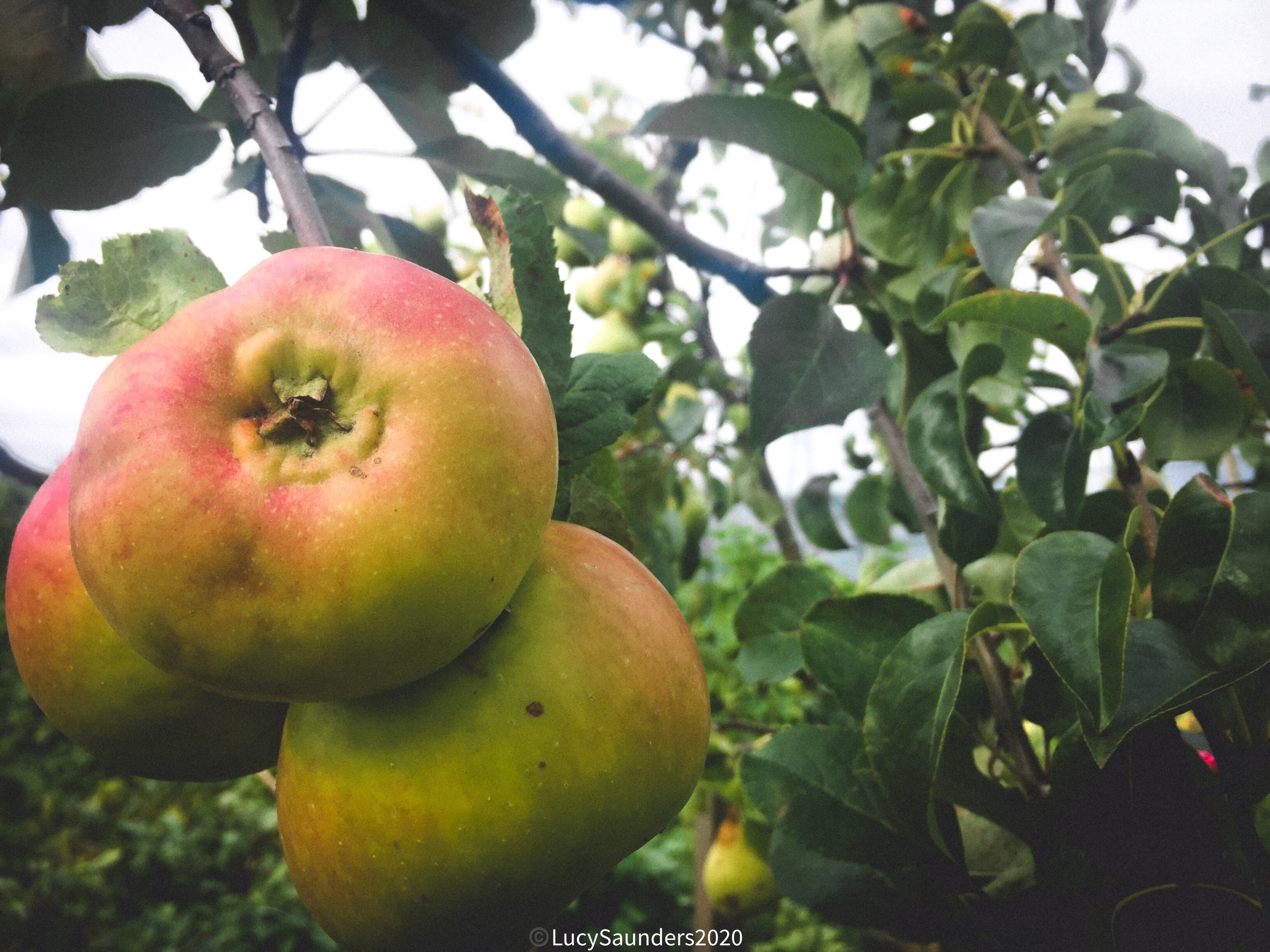 Apple – Bramley 20 – Tabula Rasa
