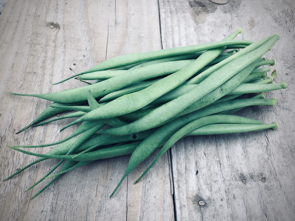 French Bean – Emperor of Russia – Tabula Rasa