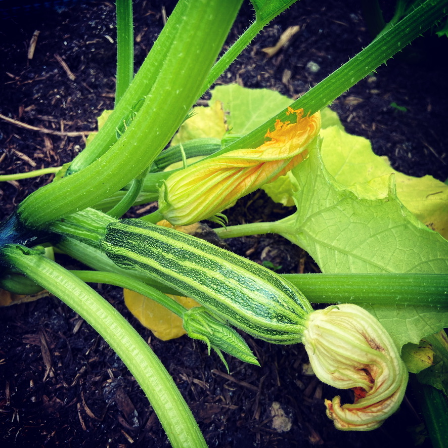 Courgette – Romanesco – Tabula Rasa