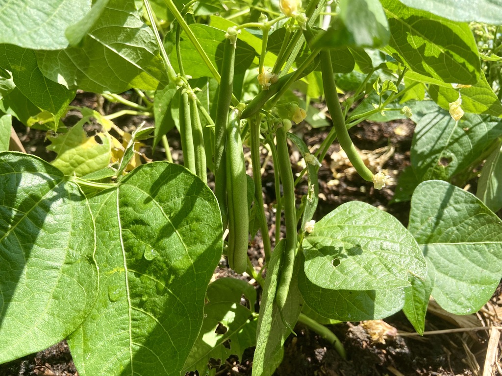 French Bean – Dwarf Sprite – Tabula Rasa