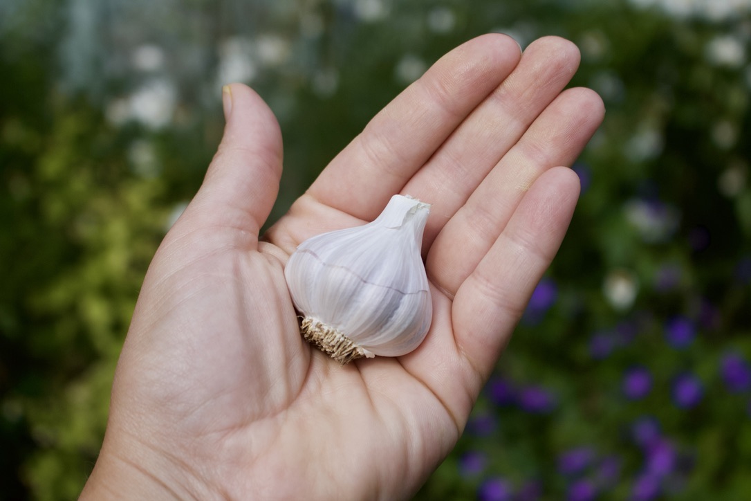 Garlic Lautrec Wight – Tabula Rasa