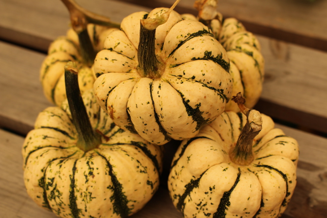 Squash – Sweet Dumpling – Tabula Rasa
