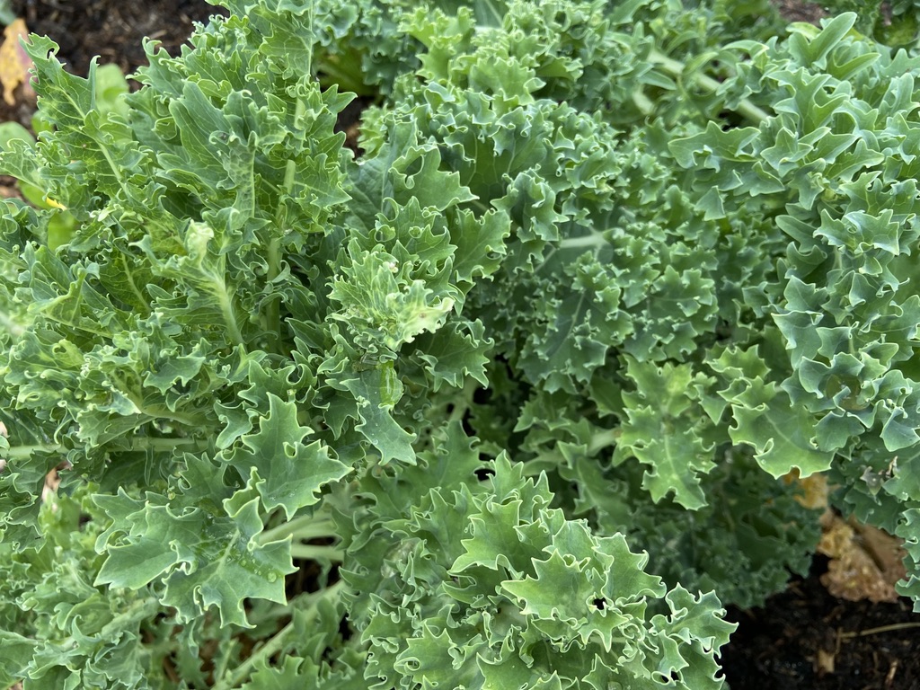 Kale – Dwarf Green Curled – Tabula Rasa