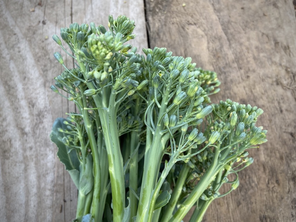 Calabrese – Green Sprouting – Tabula Rasa