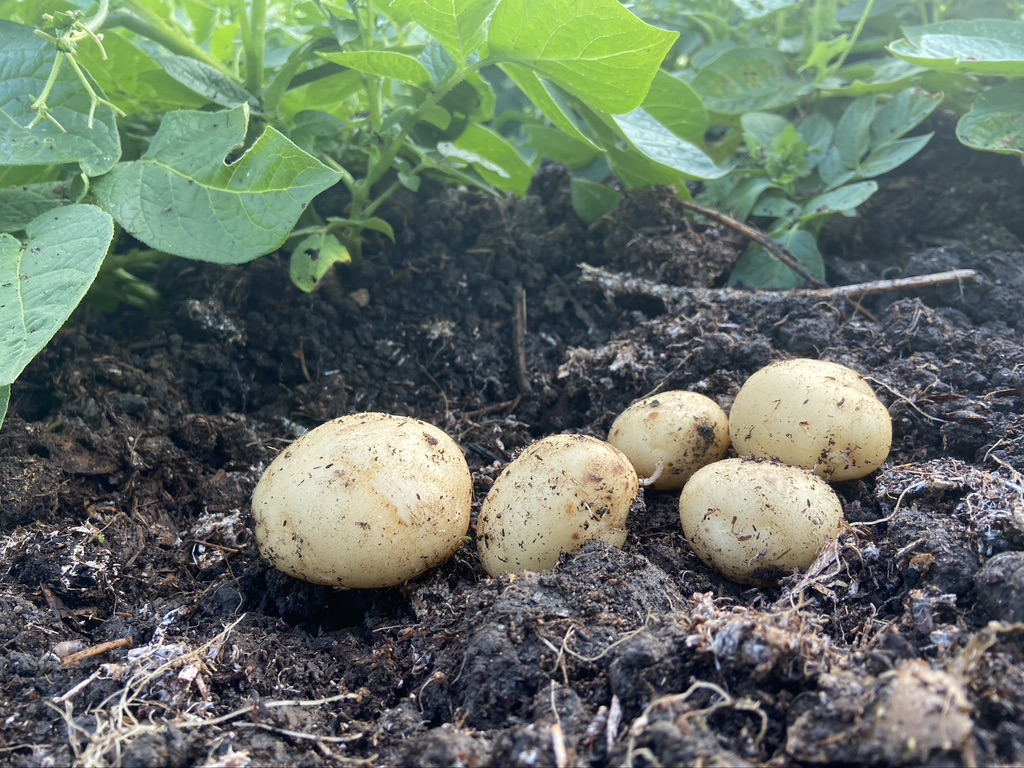Potato – Foremost – Tabula Rasa