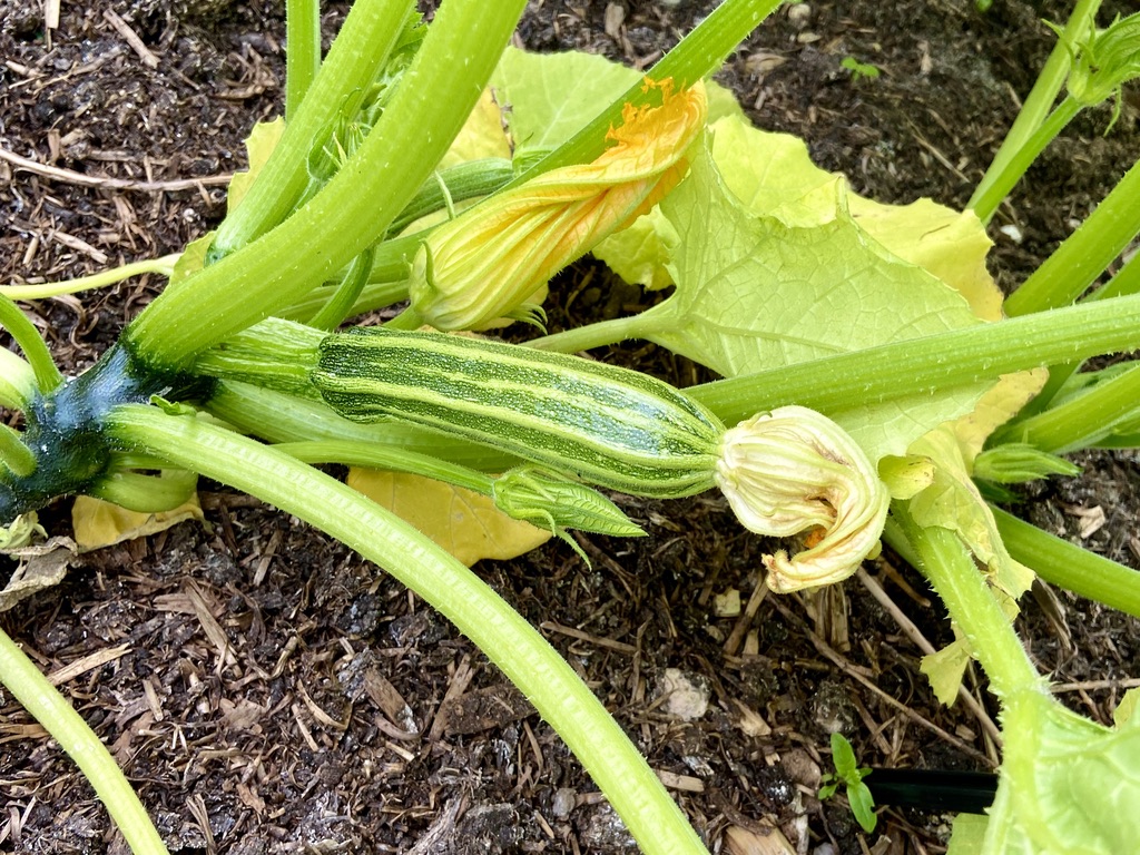 Courgette – Romanesco – Tabula Rasa